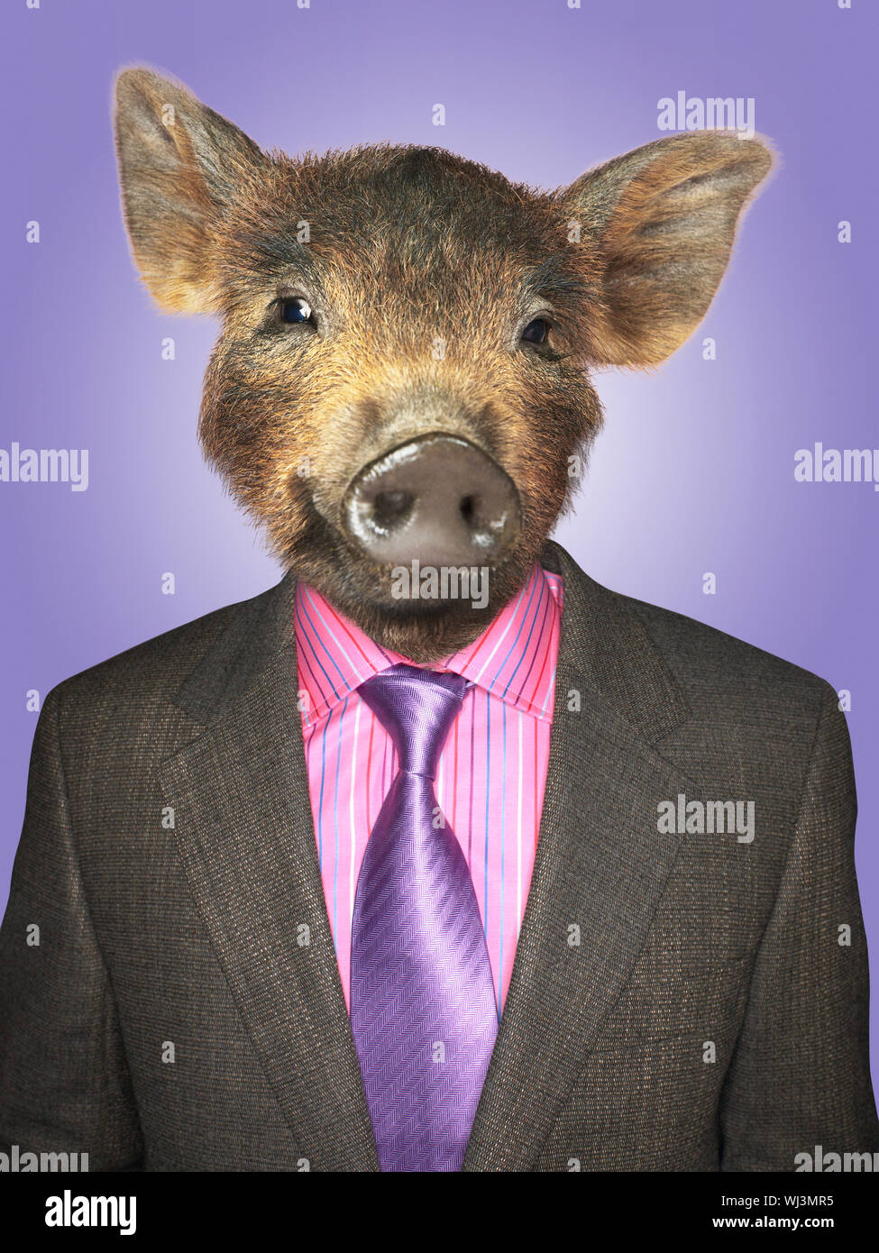 Dressed up pig hi-res stock photography and images - Alamy