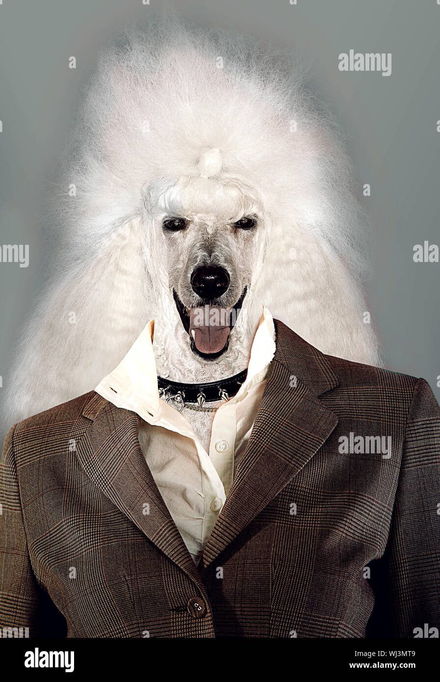 Poodle Businesswoman laughing at the camera Stock Photo - Alamy