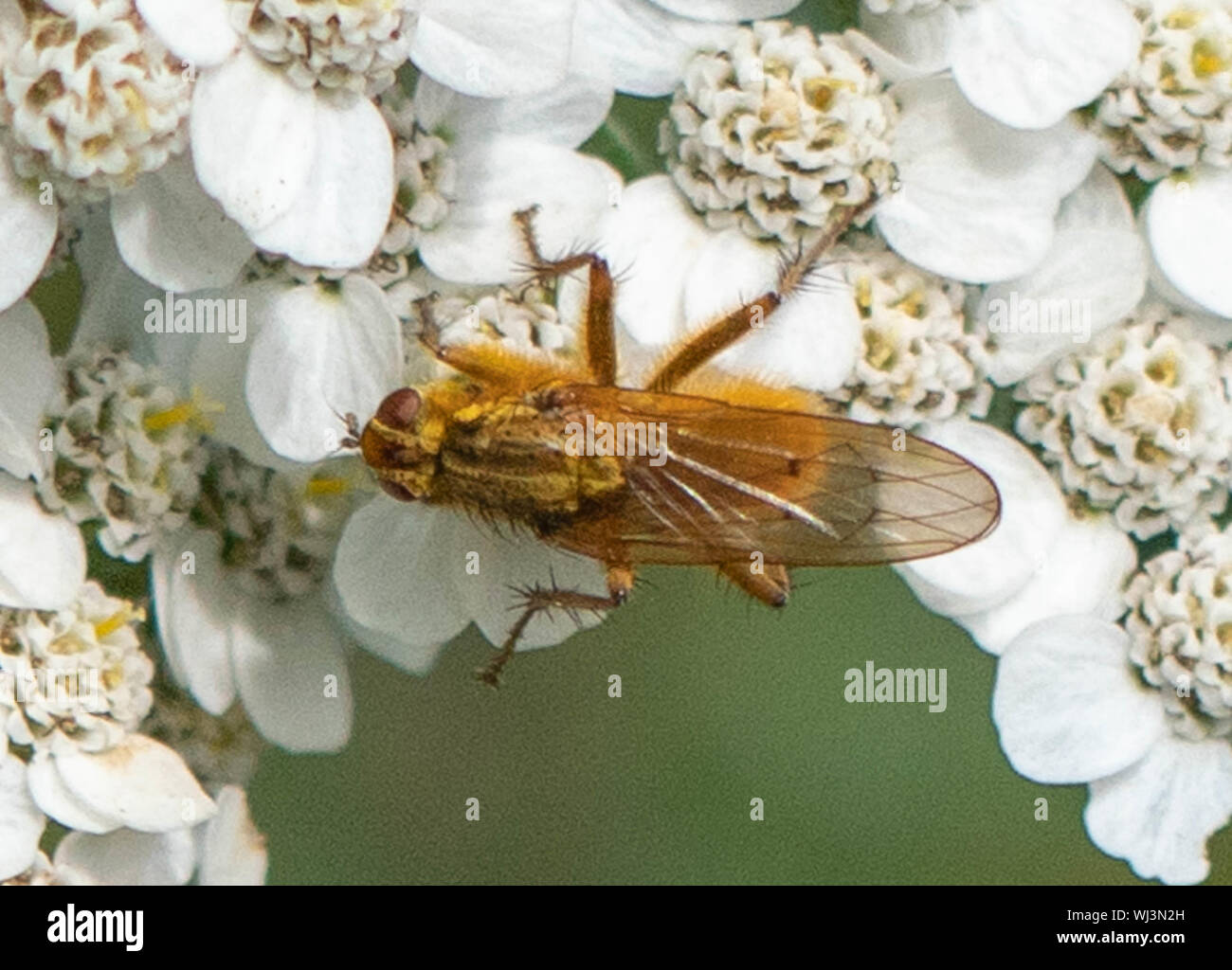 insects on plants Stock Photo - Alamy