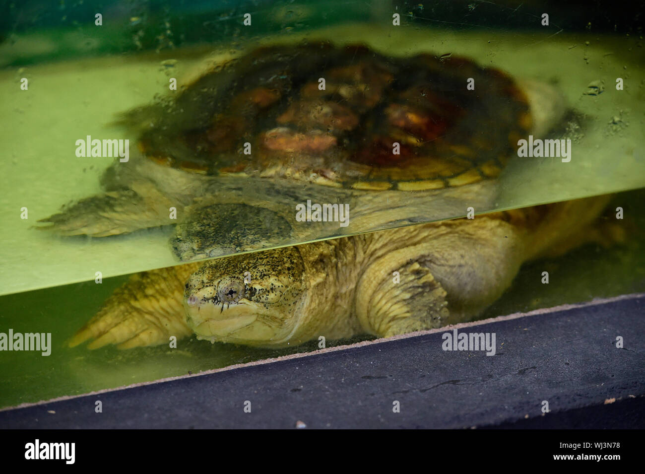 A common snapping turtle (Chelydra serpentina) is seen in Vystaviste ...
