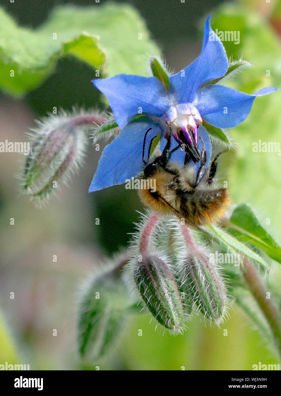 insects on plants Stock Photo - Alamy