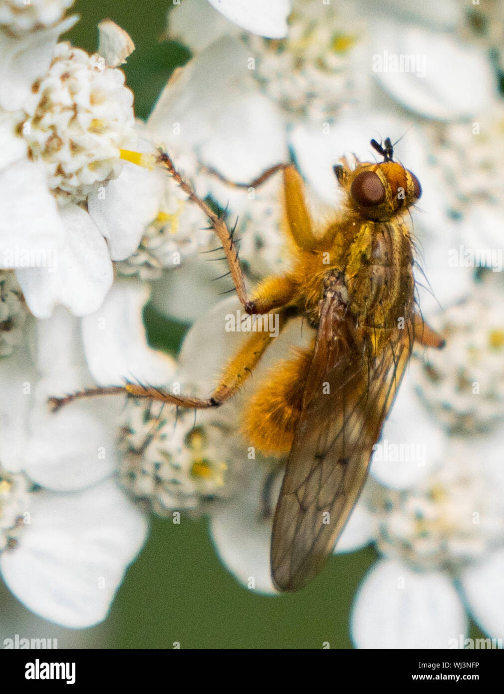 insects on plants Stock Photo - Alamy