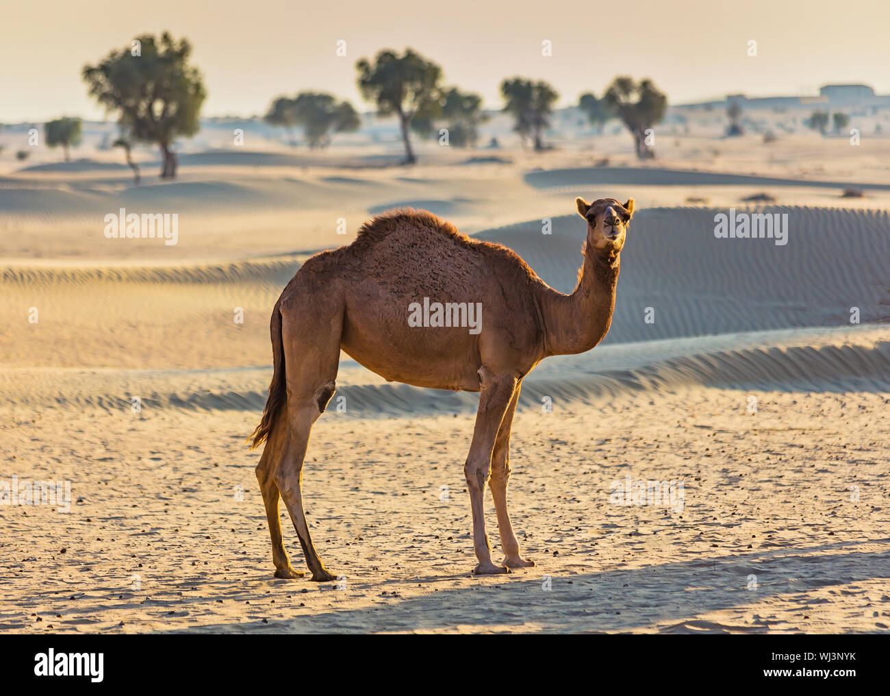 Desert landscape with camel. Sand, camel and blue sky with clouds ...