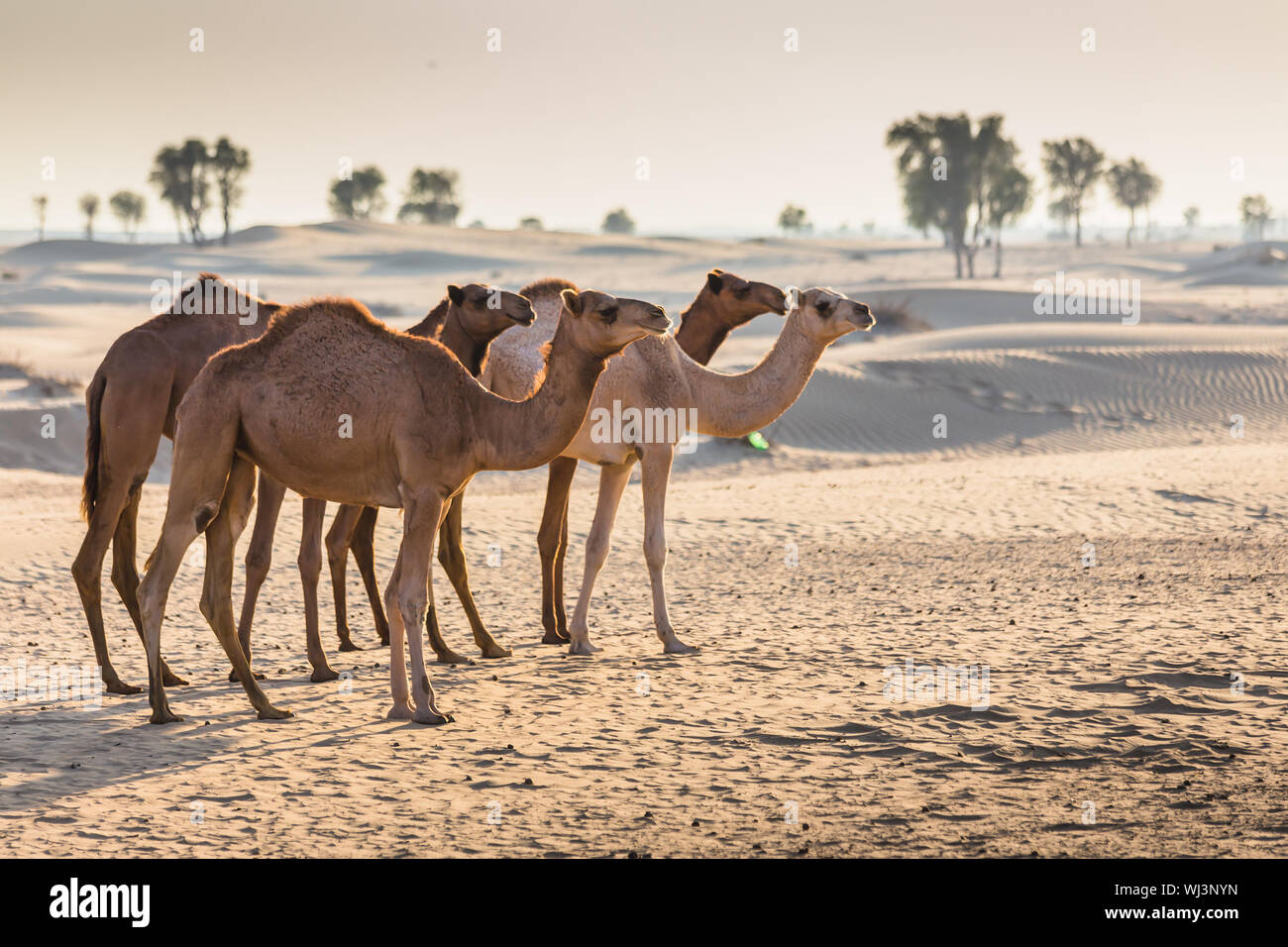 Desert landscape with camel. Sand, camel and blue sky with clouds ...