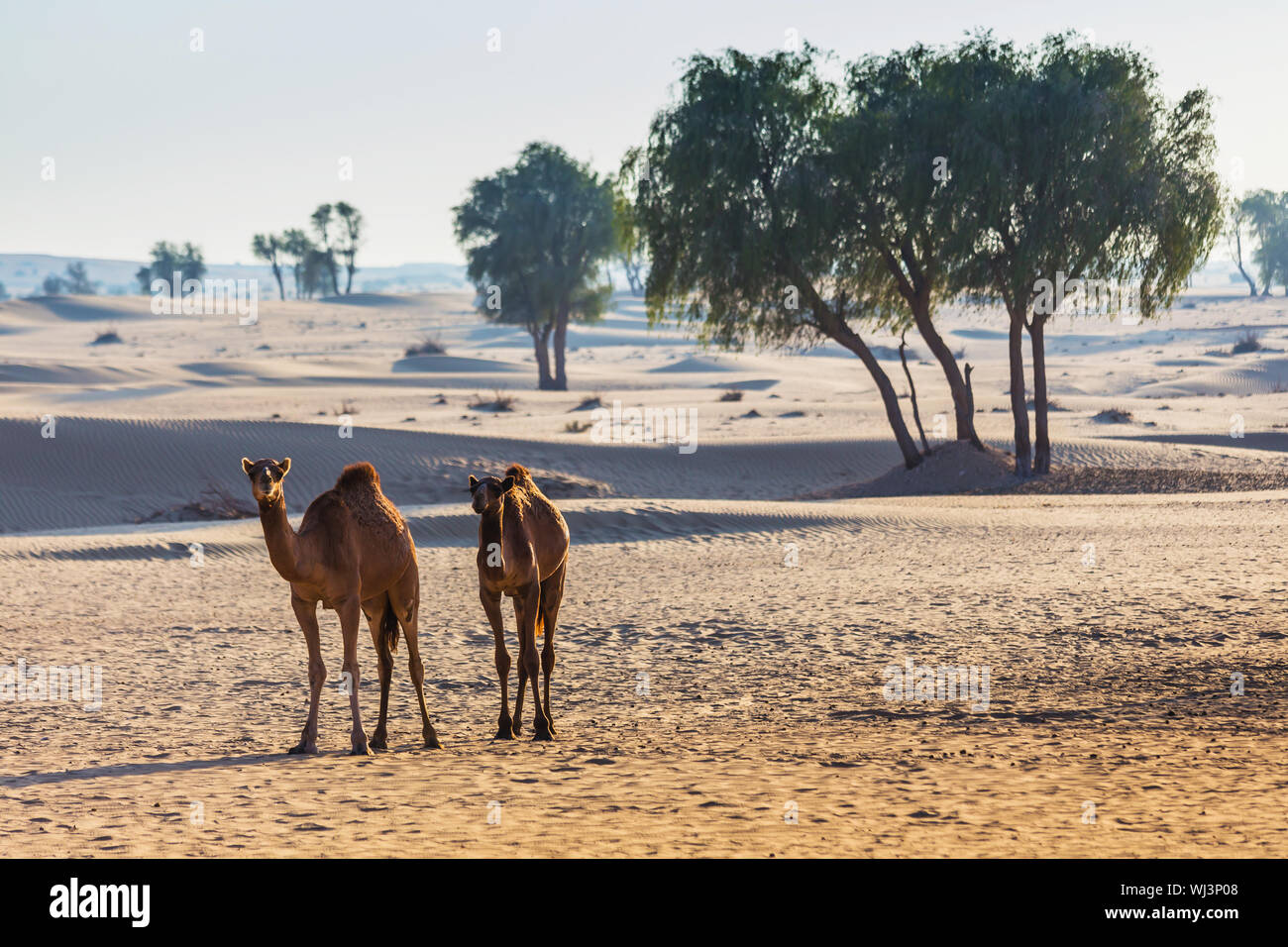Desert landscape with camel. Sand, camel and blue sky with clouds ...