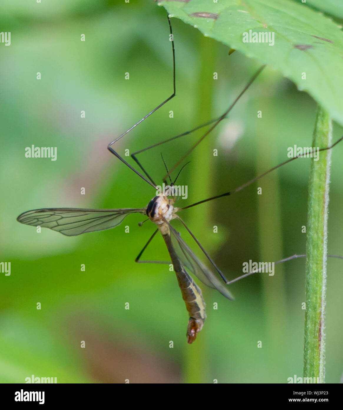 insects on plants Stock Photo - Alamy