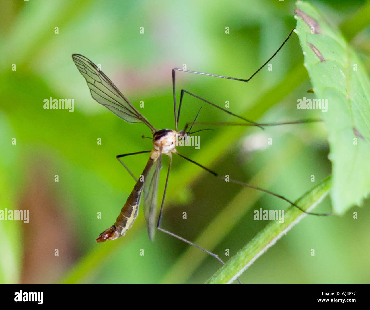 insects on plants Stock Photo - Alamy
