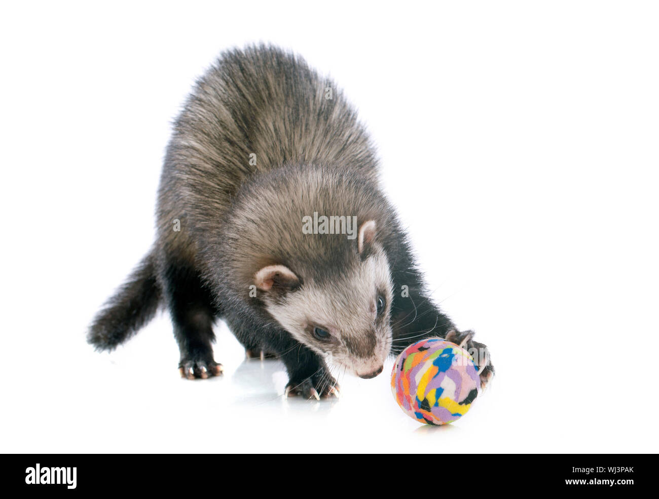 playing brown ferret in front of white background Stock Photo - Alamy