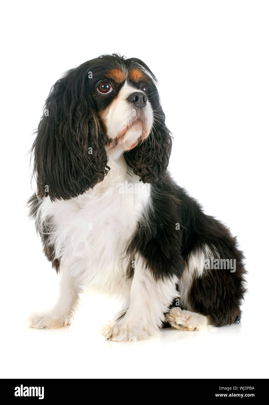 young cavalier king charles in front of white background Stock Photo ...