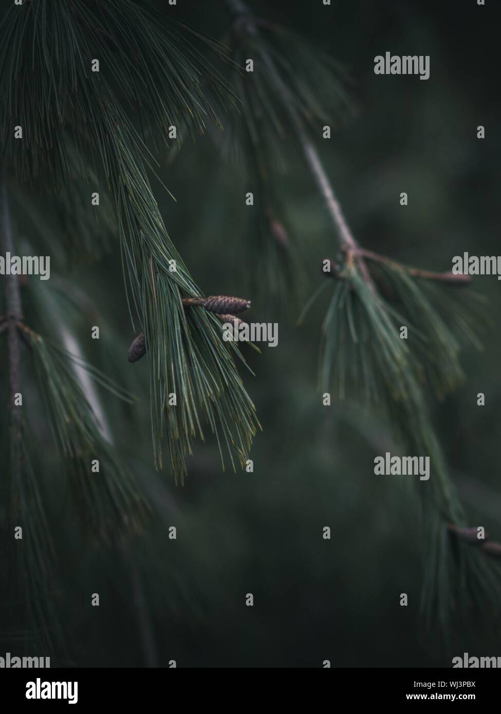 Pine seed growth hi-res stock photography and images - Alamy