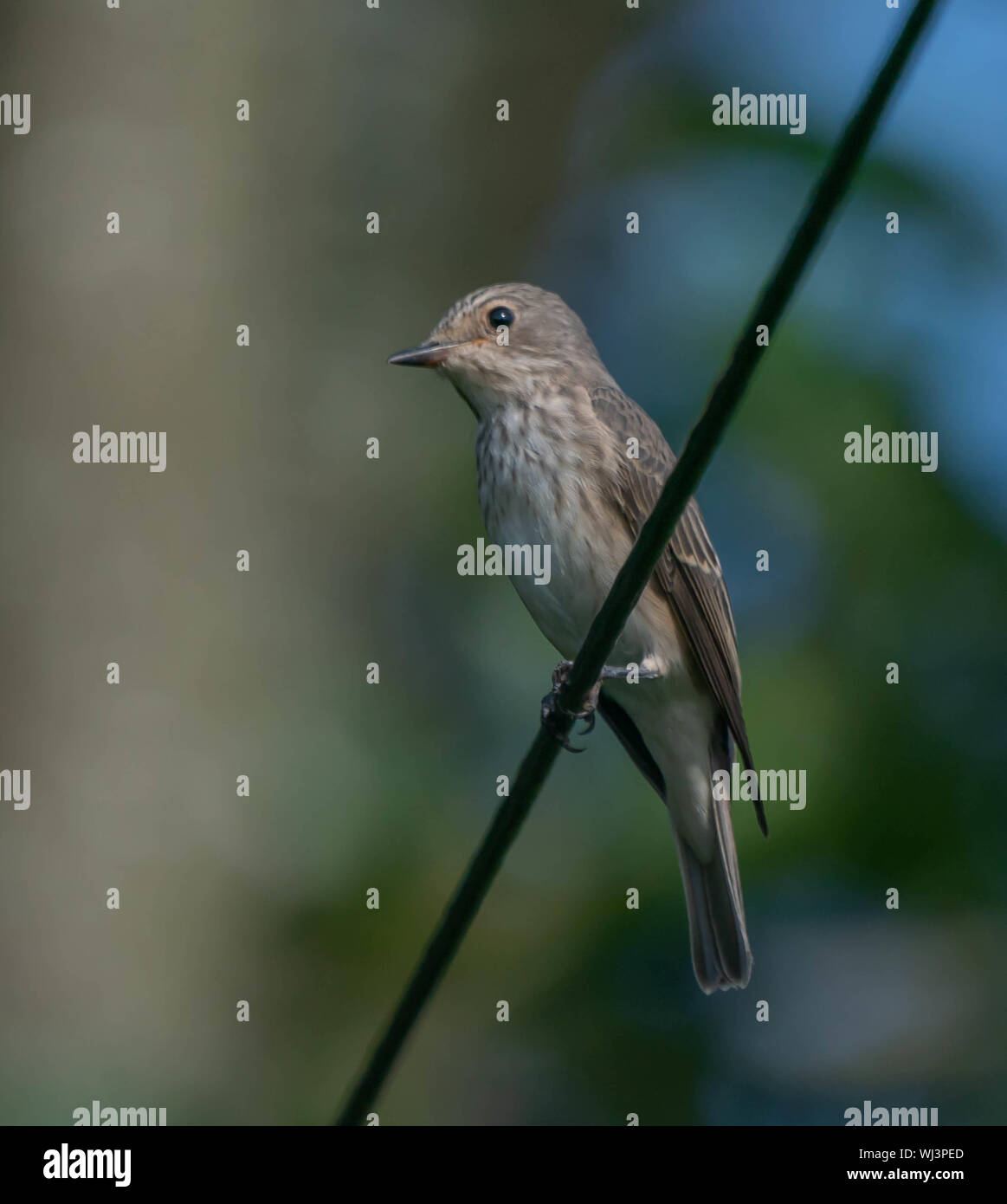lesser spotted fly catcher Stock Photo - Alamy