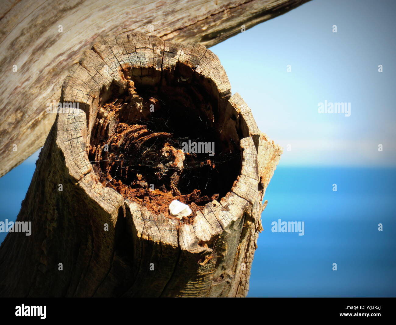 Hollow Tree Trunk High Resolution Stock Photography and Images - Alamy