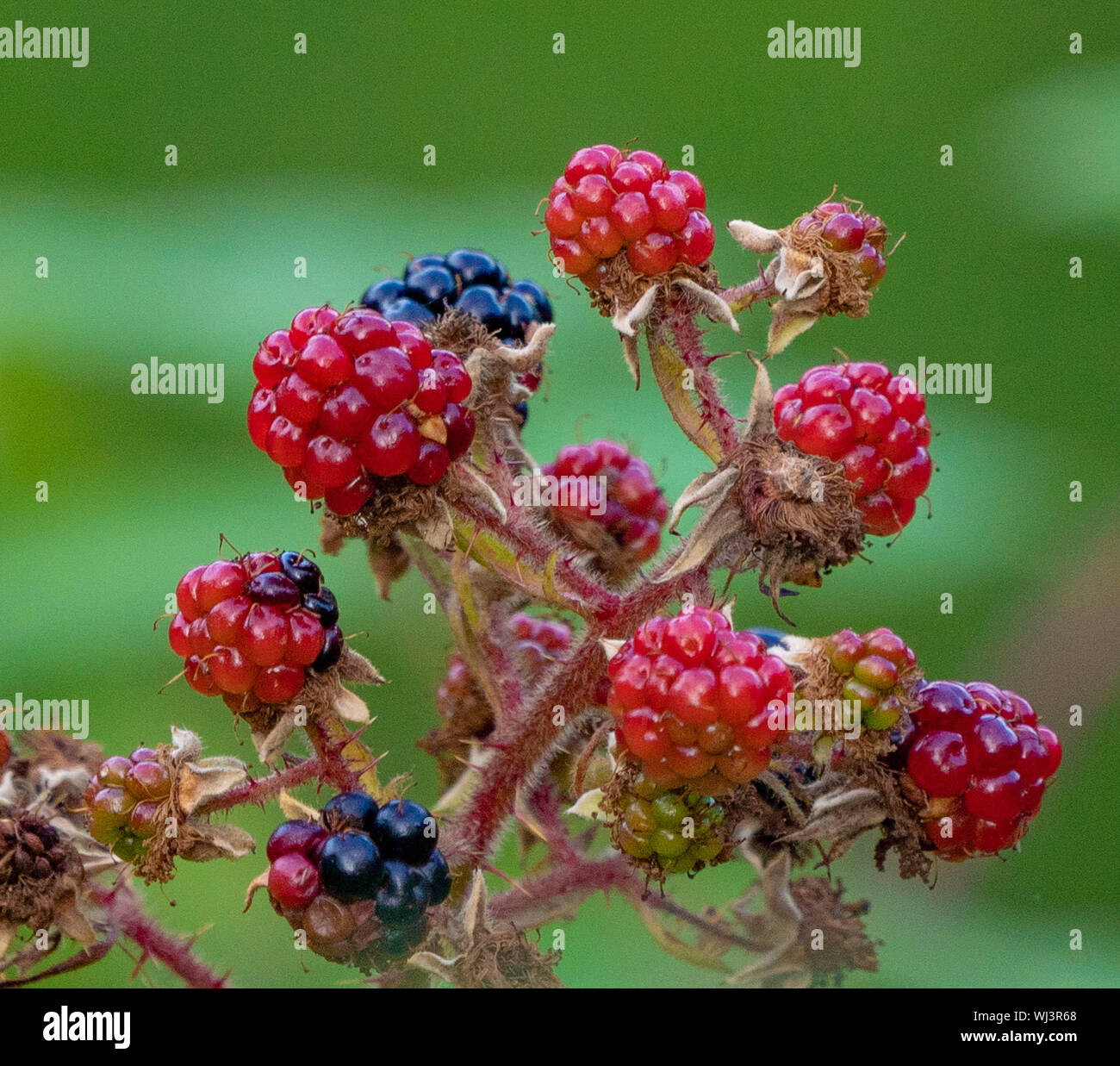Black berries ripening fruit Stock Photo - Alamy