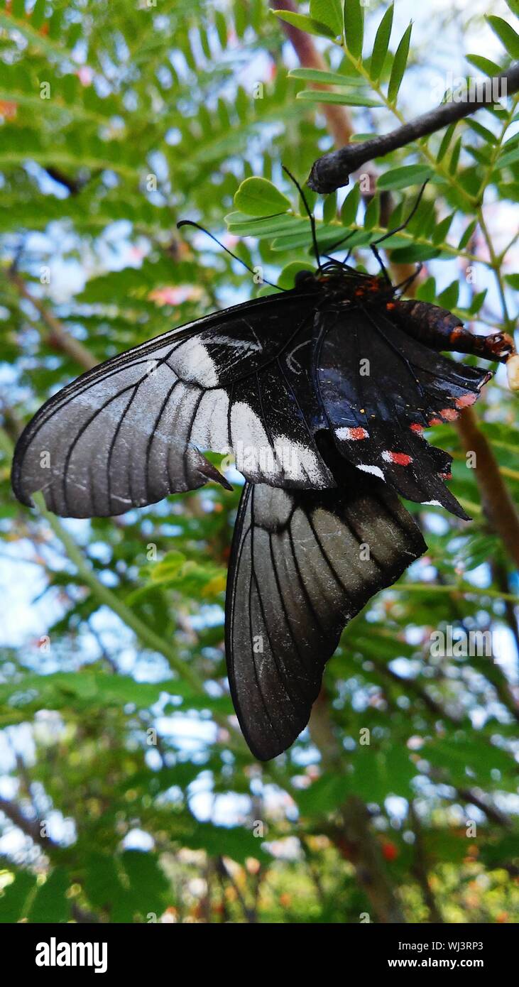 Male And Female Butterflies Mating High Resolution Stock Photography ...