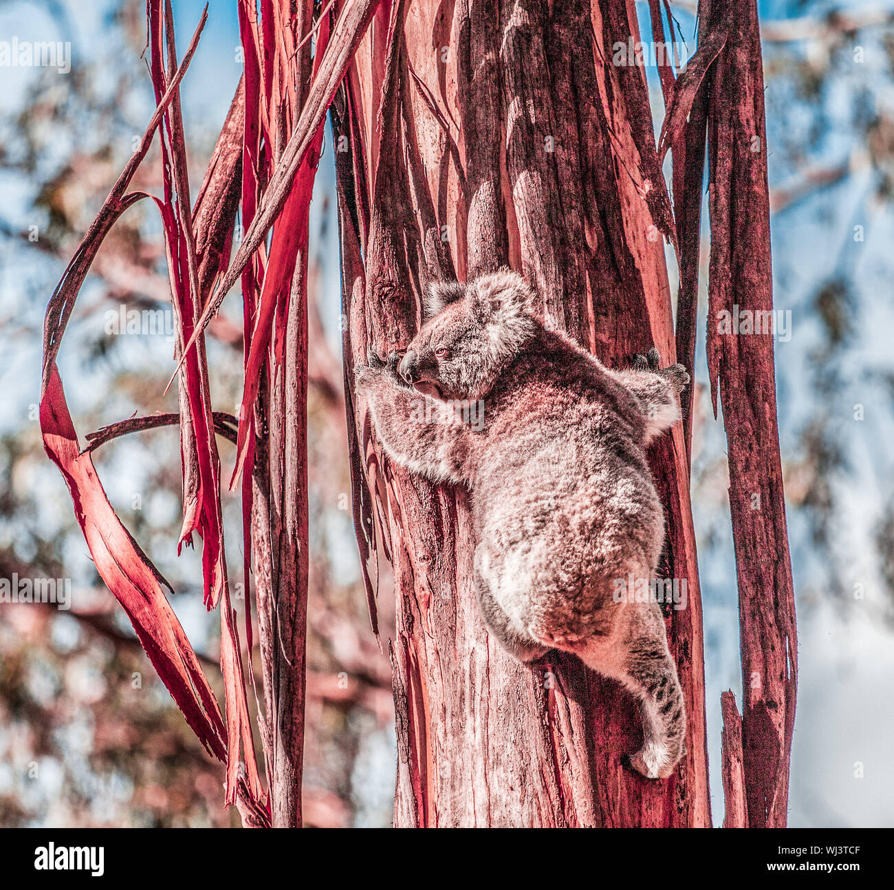 Koala hanging in tree hi-res stock photography and images - Alamy