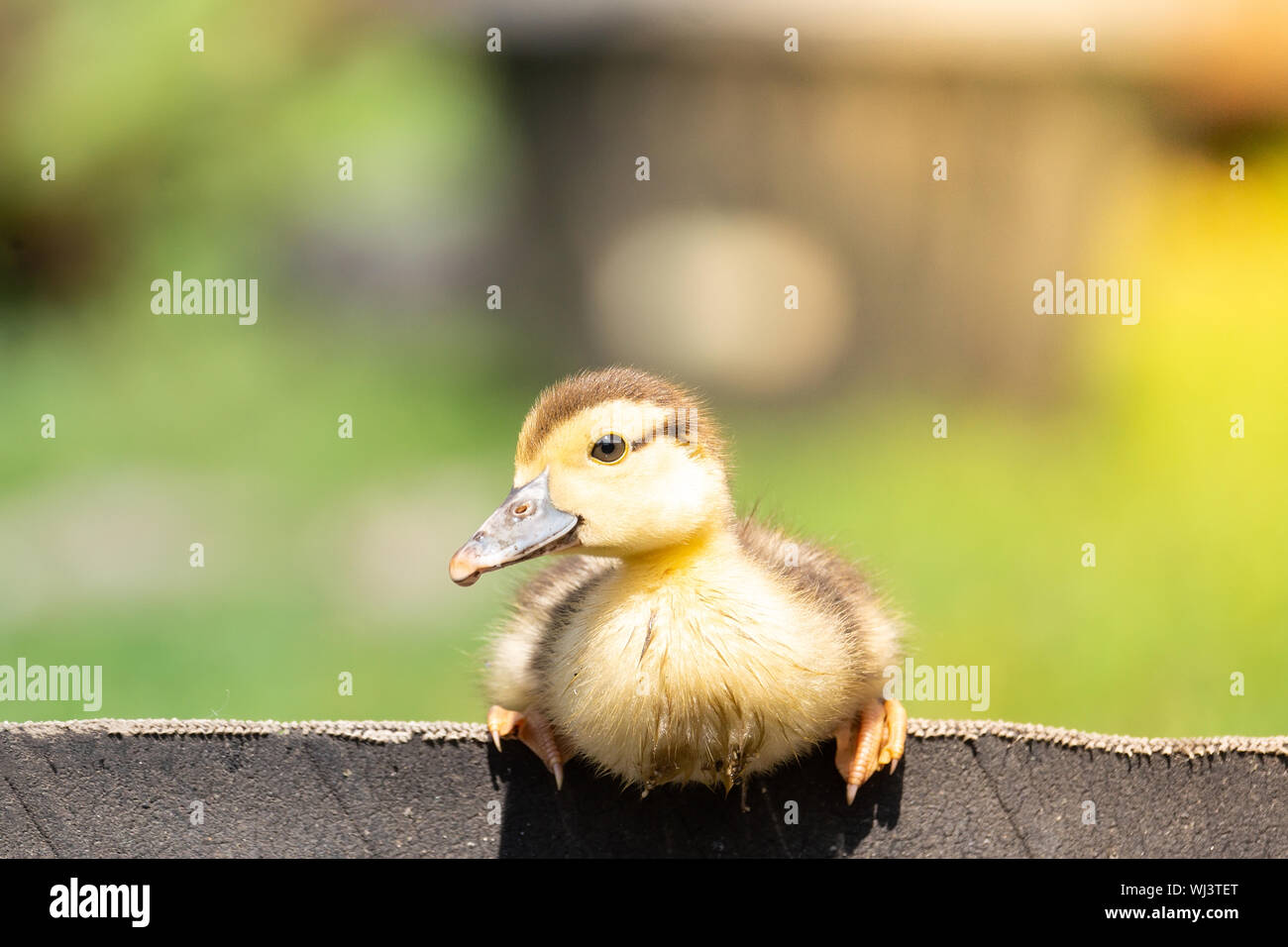 Head cute little yellow newborn duckling in green grass. Newly hatched ...