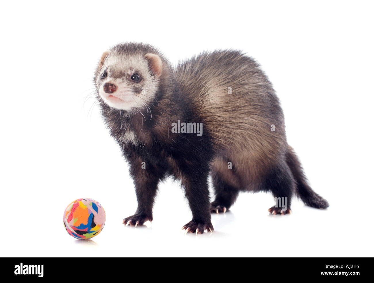 playing brown ferret in front of white background Stock Photo - Alamy