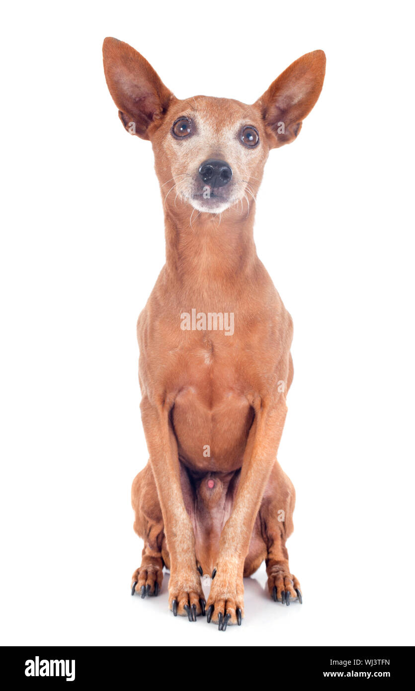 purebred miniature pinscher in front of white background Stock Photo ...