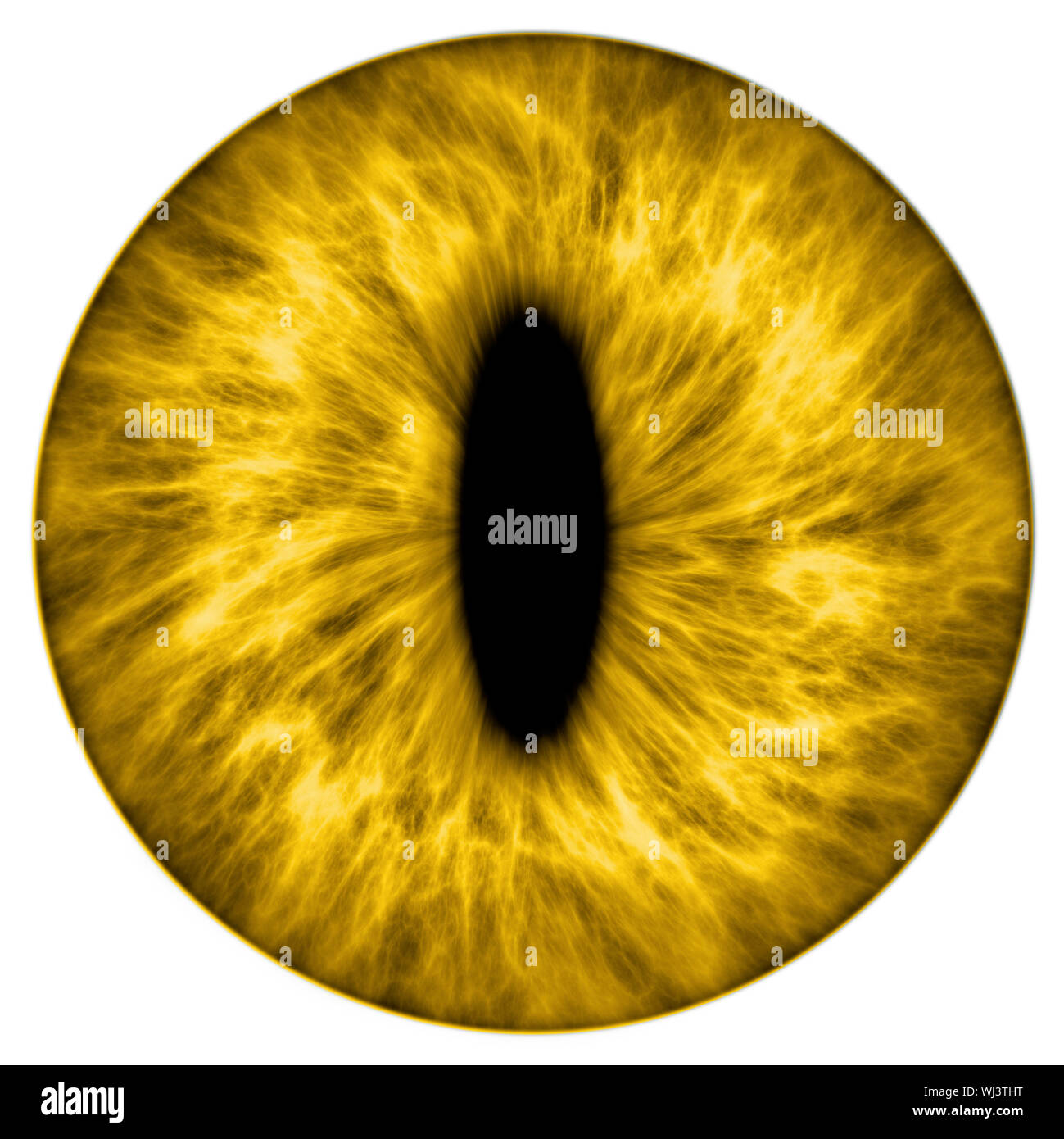 Illustration of a yellow animal iris Stock Photo - Alamy