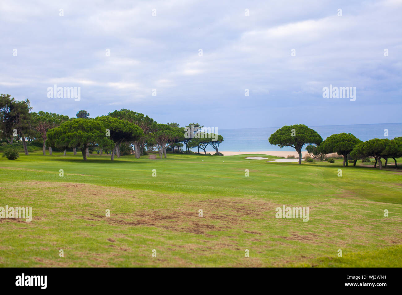 Perfect Green grass on a golf field Stock Photo - Alamy
