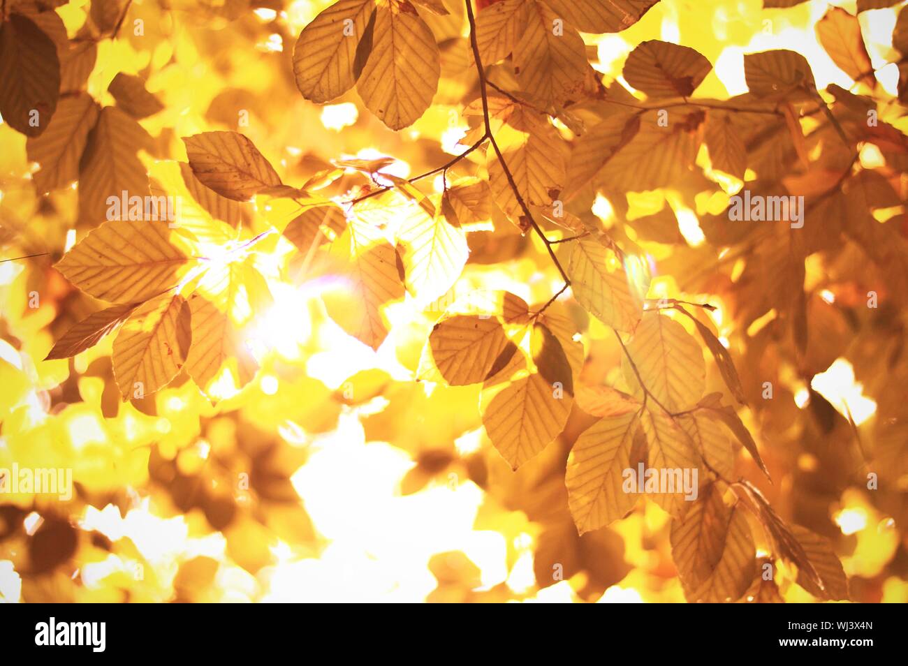 Night Fall Leaves High Resolution Stock Photography and Images - Alamy