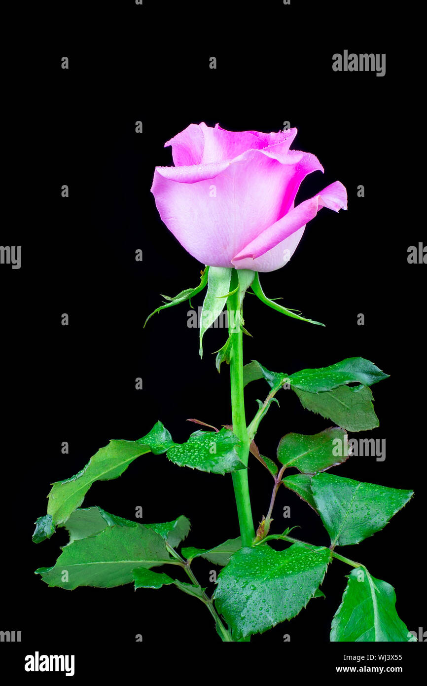 Dark pink roses background, Pink rose isolated on black background ...