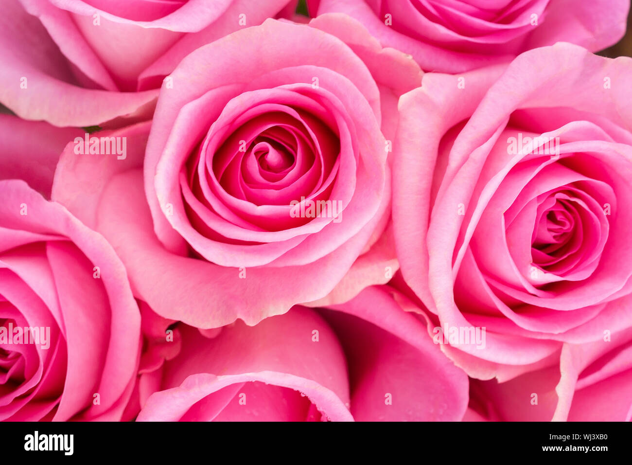 Background image of roses. Colored fresh pastel color roses Stock Photo ...