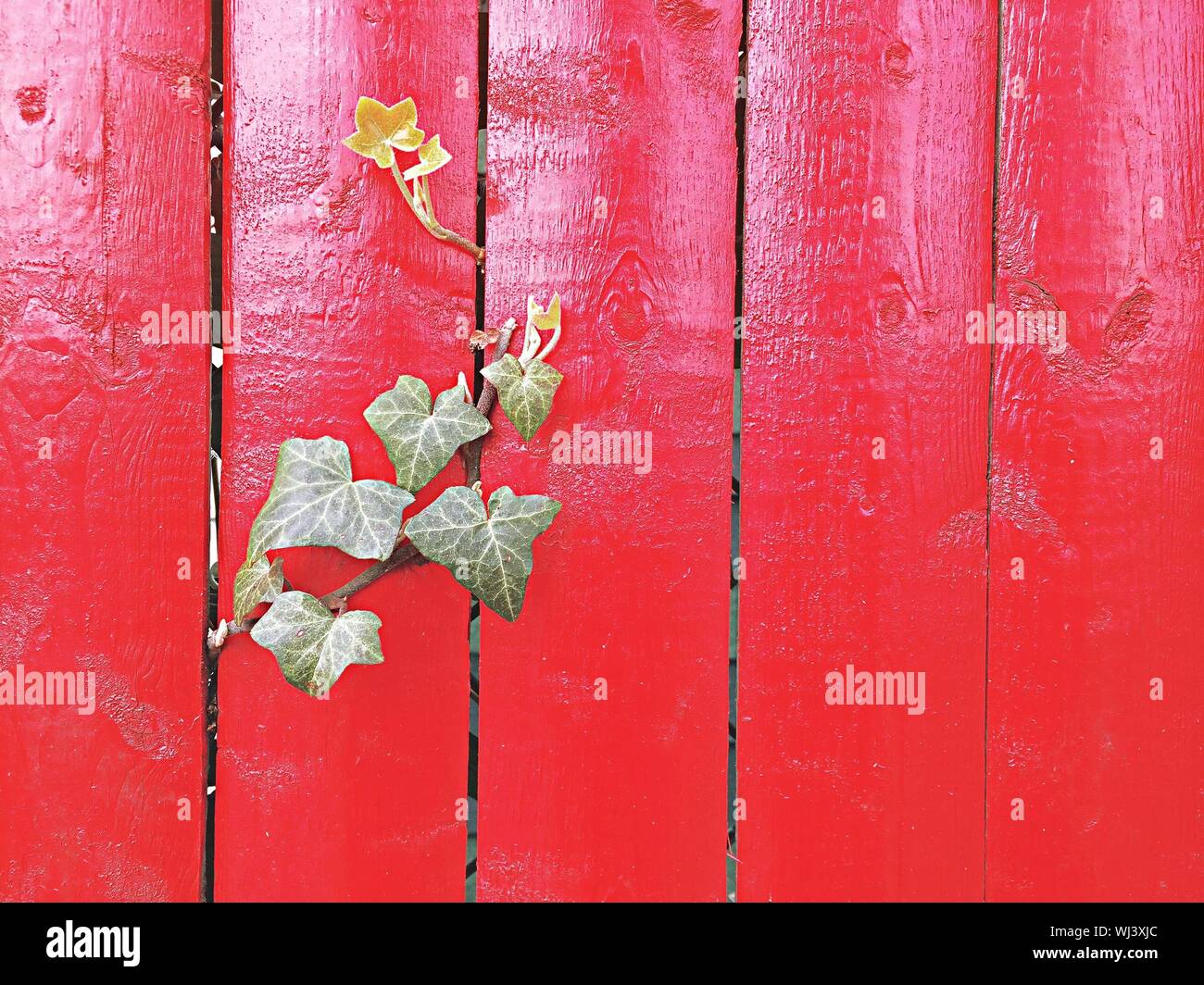 Creeper fence hi-res stock photography and images - Alamy