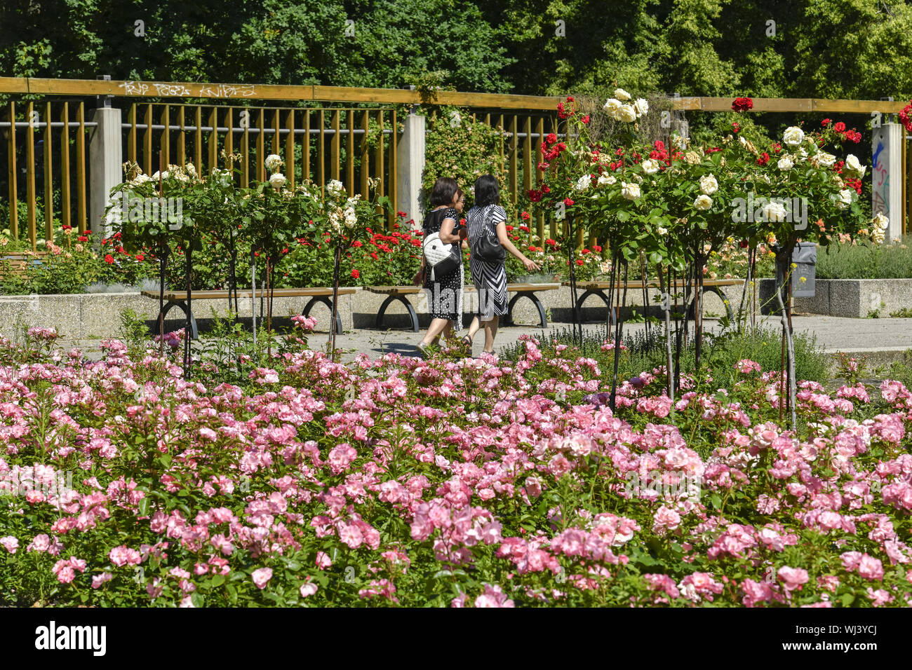Berlin, flower, flowers, Germany, garden, green arrangement, green ...