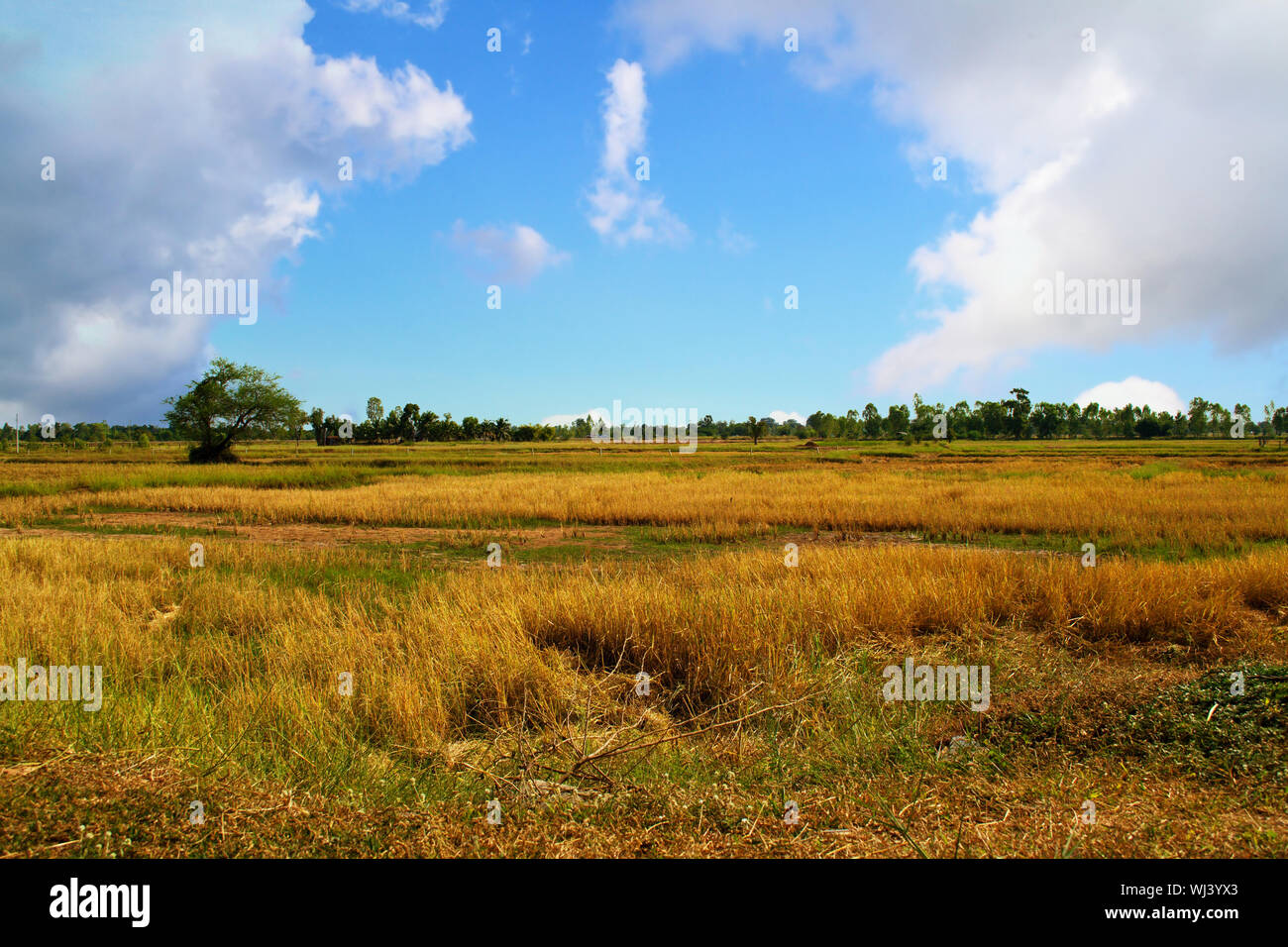 Wide Rice fields in blue sky with clouds Stock Photo - Alamy