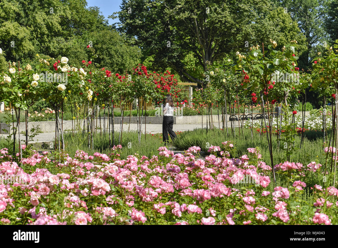 Berlin, flower, flowers, Germany, garden, green arrangement, green ...