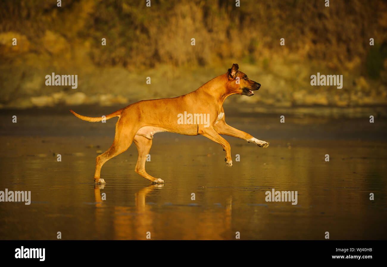 Purebred Rhodesian Ridgeback High Resolution Stock Photography and ...
