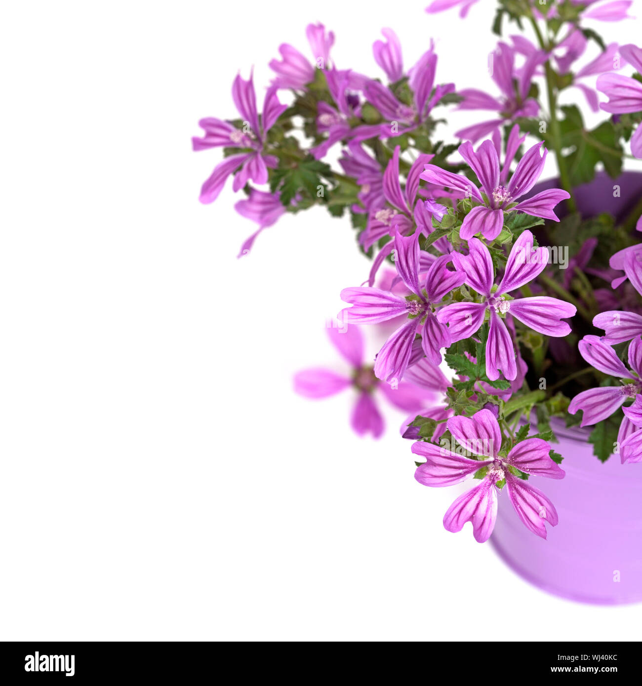 wild violet flowers in bucket closeup on white background Stock Photo ...