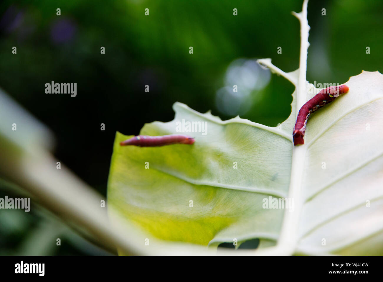 Chewed leaf hi-res stock photography and images - Alamy