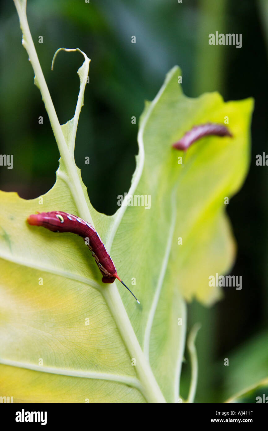 Caterpillar and a chewed leaf Stock Photo - Alamy