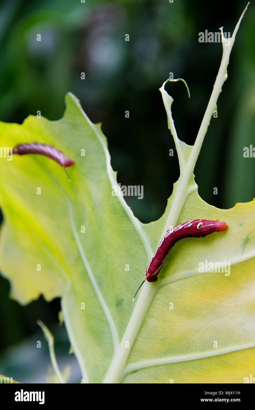 Caterpillar and a chewed leaf Stock Photo - Alamy