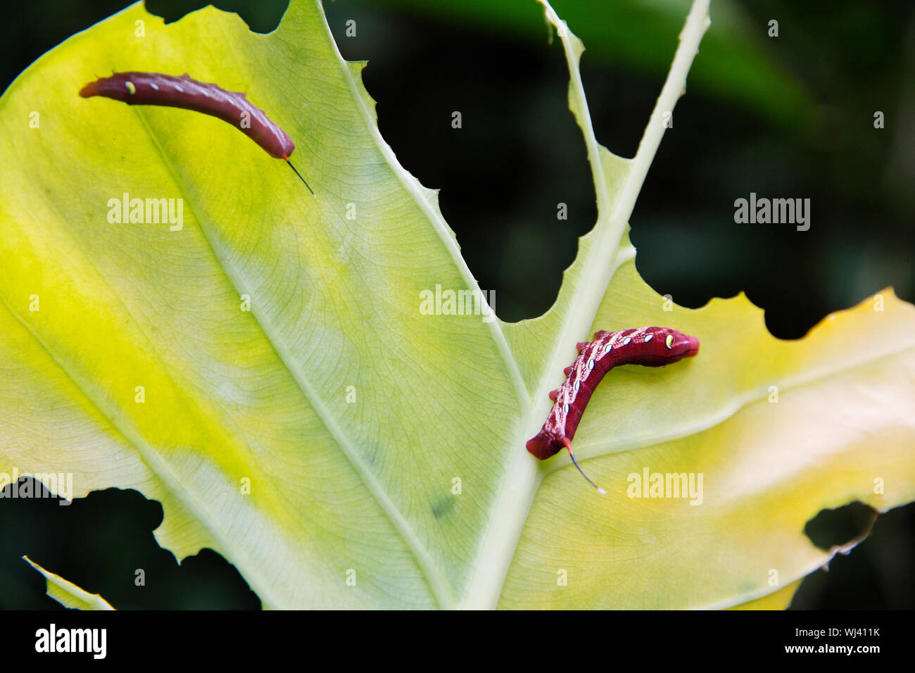 Caterpillar and a chewed leaf Stock Photo - Alamy