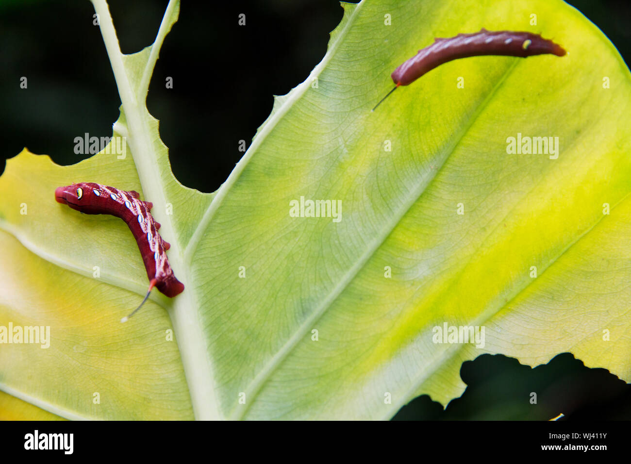 Caterpillar and a chewed leaf Stock Photo - Alamy