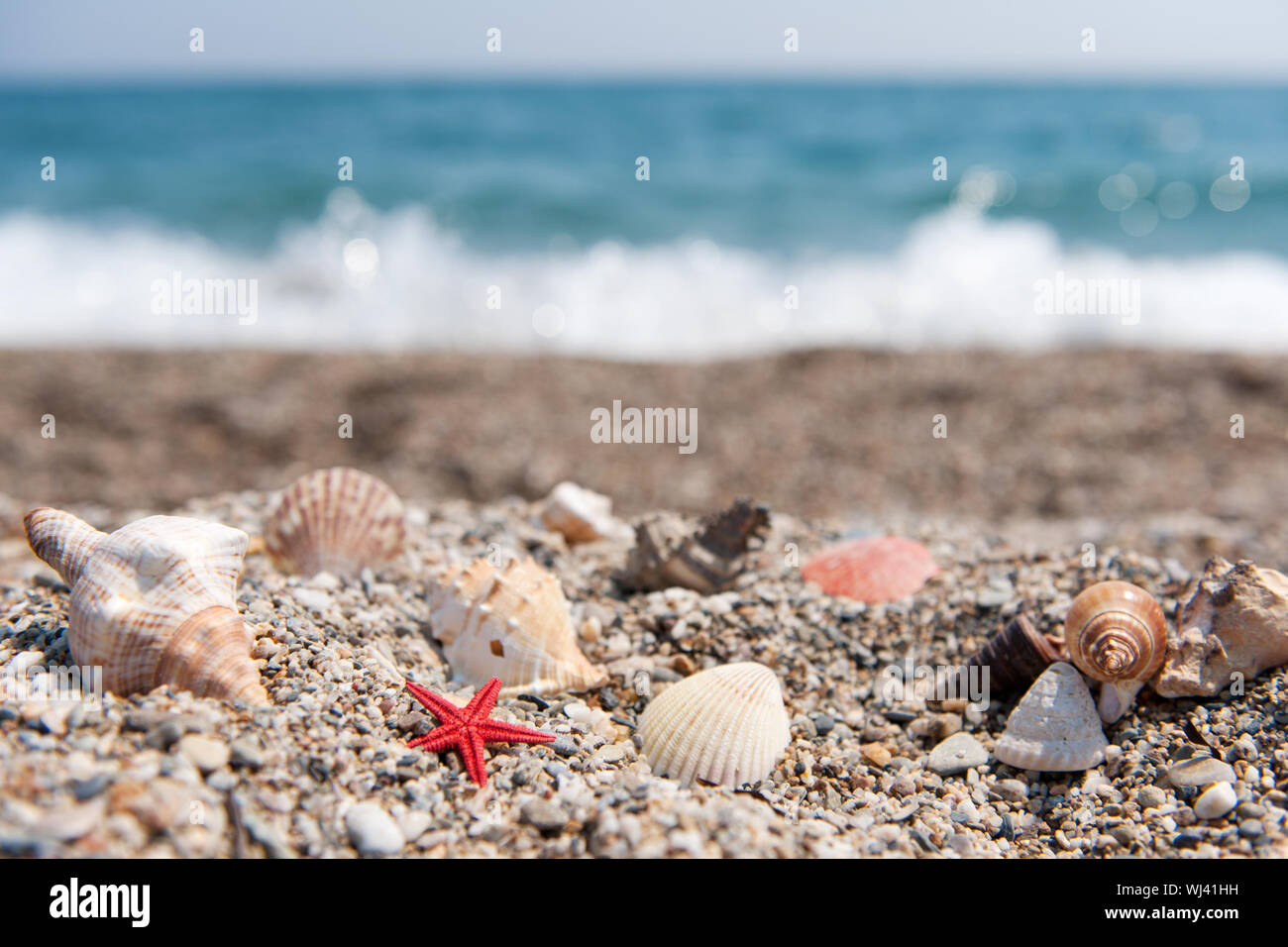 Shells at the beach in sea landscape Stock Photo - Alamy