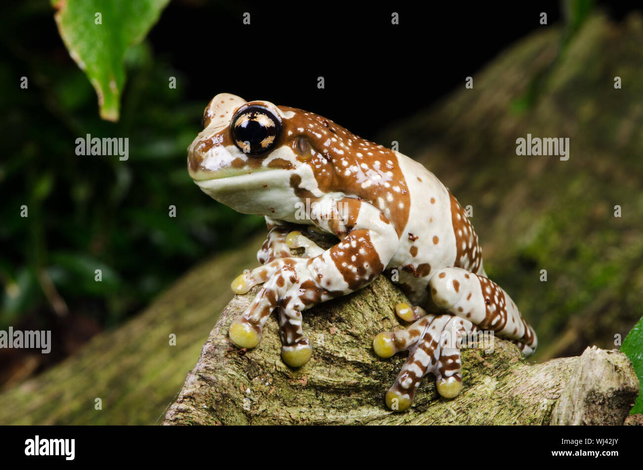 Amazon Milk Frog - Adult (Trachycephalus resinifictrix Stock Photo - Alamy