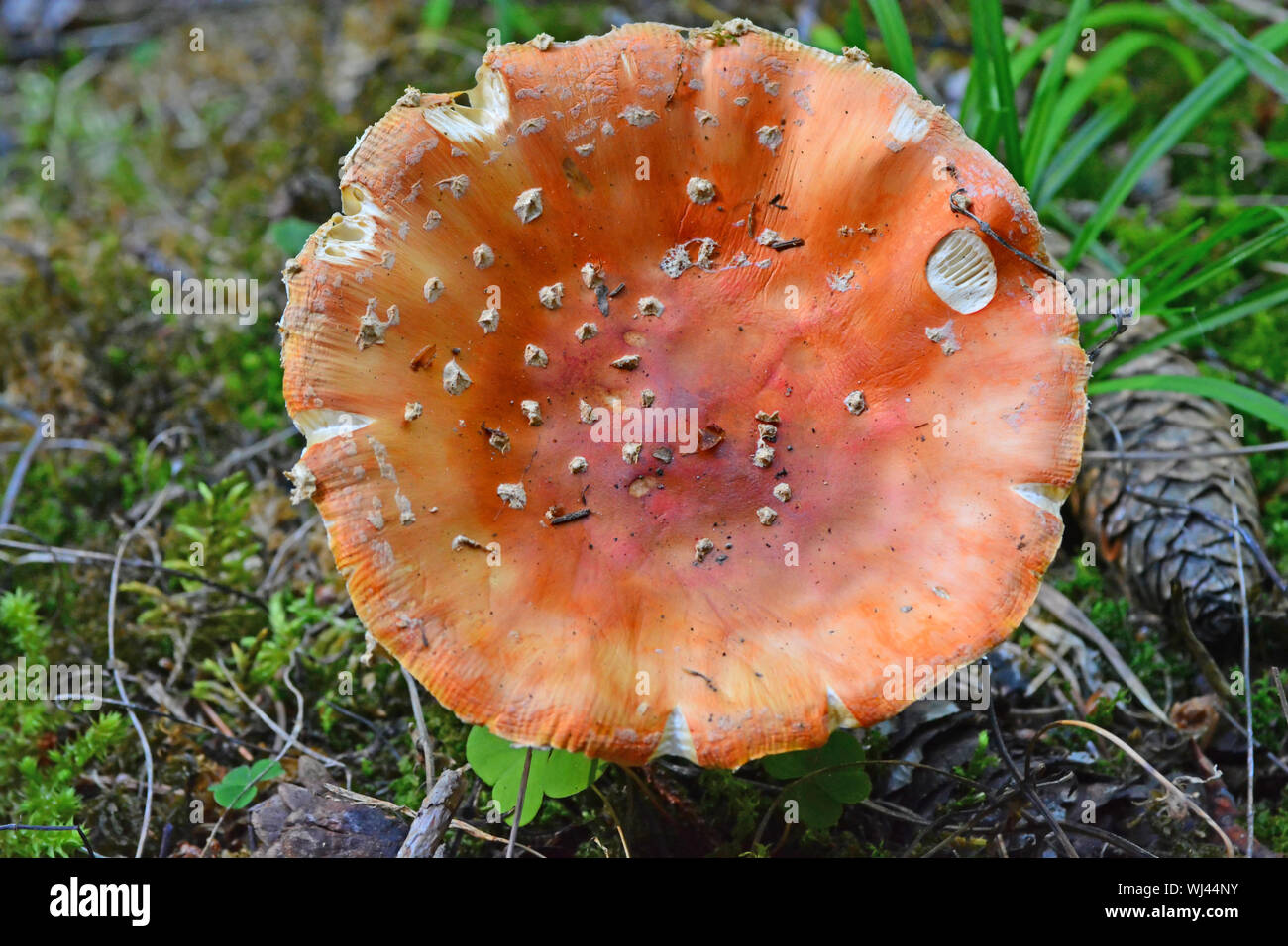 The cap of a mature Amanite Muscaria otherwise known as the Fly Agaric ...