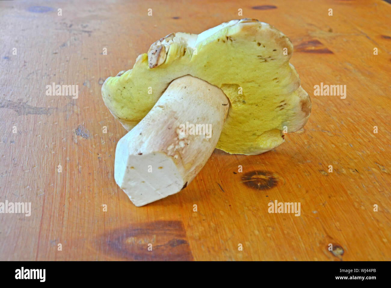 the yellow underside of the Hemeleccinum Inpolitum an edible member of ...