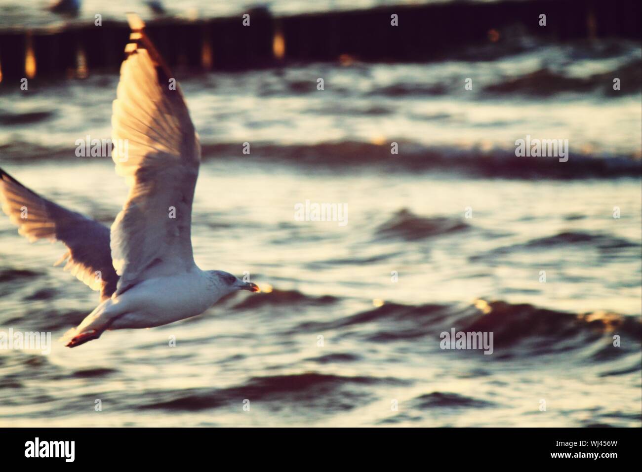 Side view of bird flying hi-res stock photography and images - Alamy
