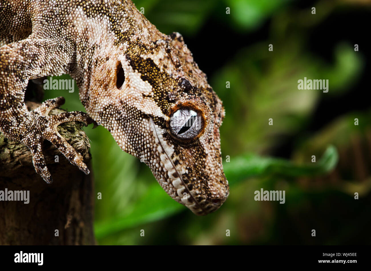 Gargoyle Gecko (Rhacodactylus auriculatus Stock Photo - Alamy