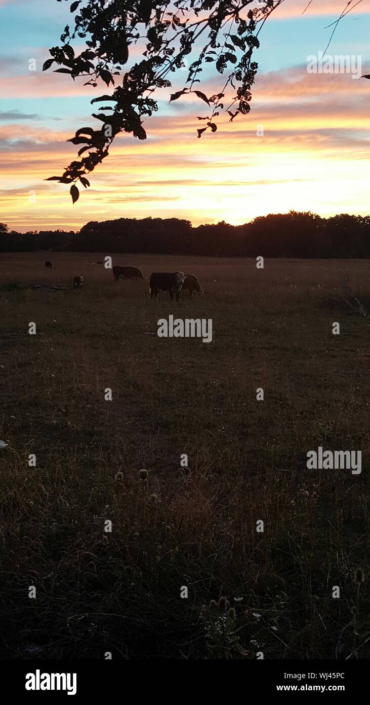 Grazing cows at sunset hi-res stock photography and images - Alamy