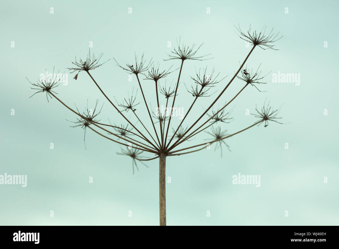 The dried up inflorescence of an umbellate plant against the sky Stock ...