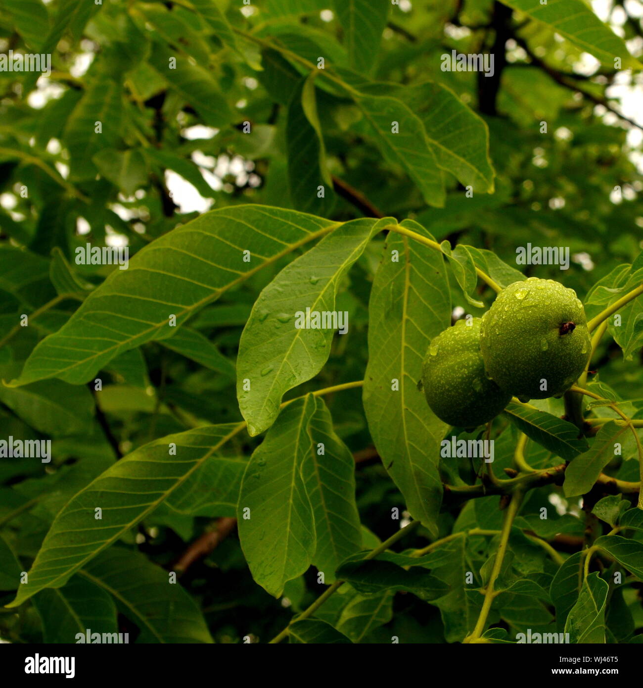Wet walnut hi-res stock photography and images - Alamy