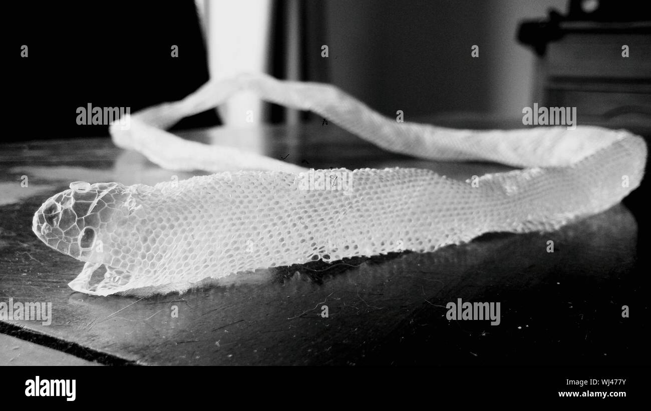 Snake Scale Close Up High Resolution Stock Photography and Images - Alamy
