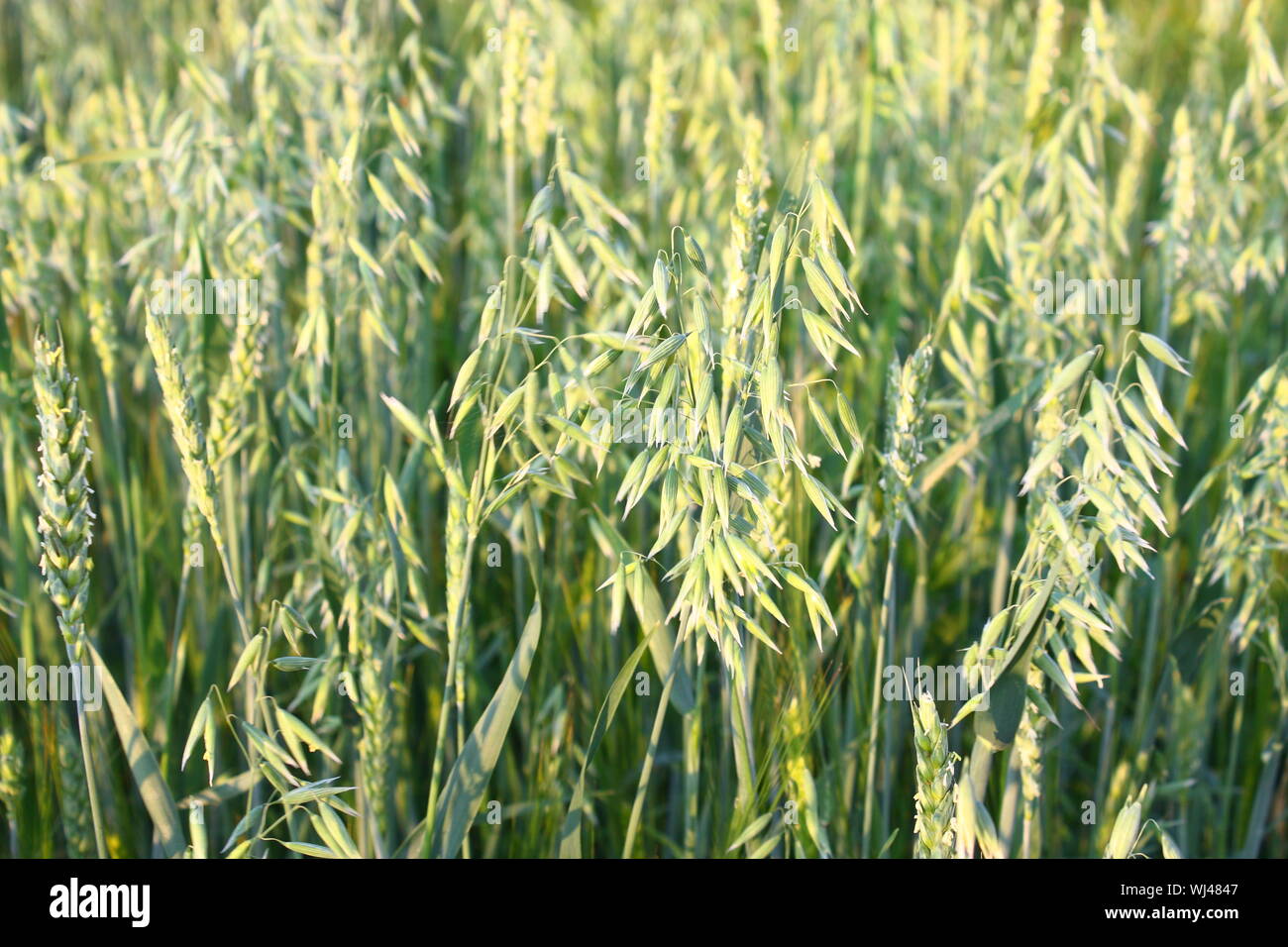 Oat growing hi-res stock photography and images - Alamy