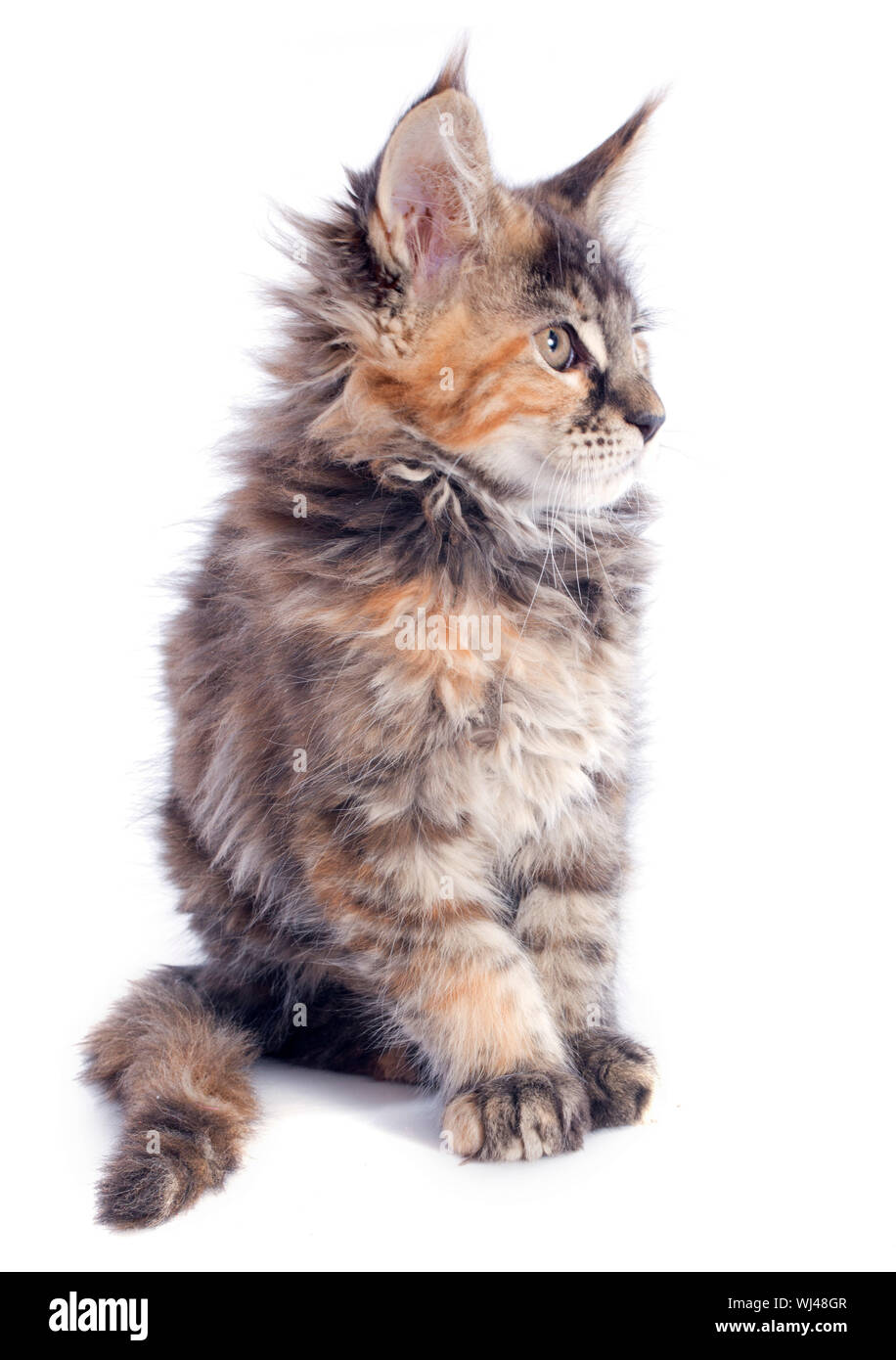 portrait of a purebred maine coon kitten on a white background Stock ...